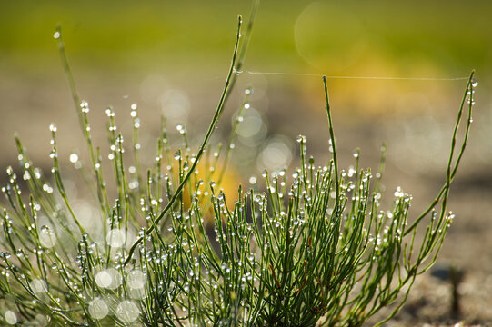 Glisten Images – Browse 3,340,224 Stock Photos, Vectors, and Video ...