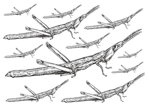 Imágenes de "Desert Locust": descubre bancos de fotos, ilustraciones ...