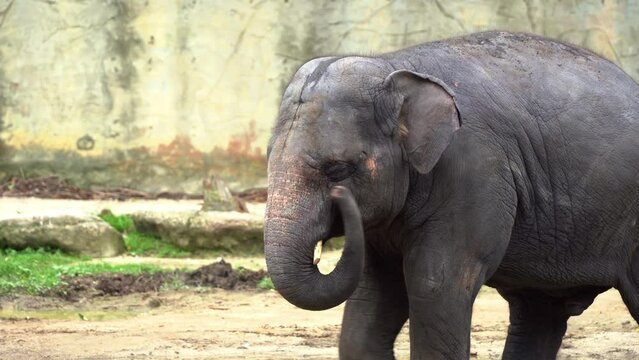 「Stumpy」の写真素材 | 568件の無料イラスト画像 | Adobe Stock