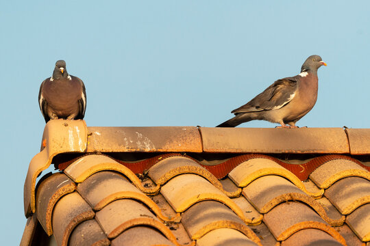 "Pigeon Ramier" Immagini - Sfoglia 260 foto, vettoriali e video Stock ...