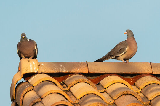 "Pigeon Ramier" Immagini - Sfoglia 260 foto, vettoriali e video Stock ...