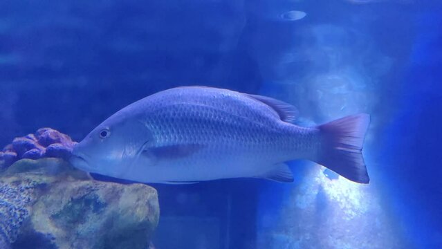 รูปภาพAnabantids – เลือกดูภาพถ่ายสต็อก เวกเตอร์ และวิดีโอ302 | Adobe Stock