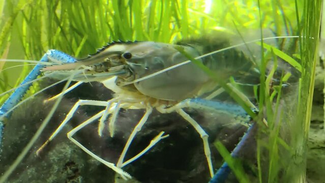 "Giant Freshwater Prawn" Images – Browse 1,657 Stock Photos, Vectors ...