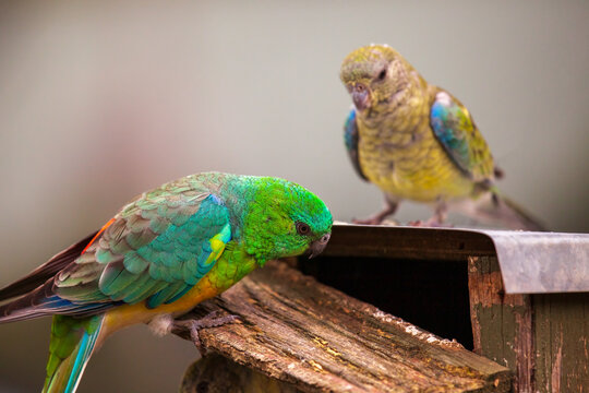 Red Rump Parakeet