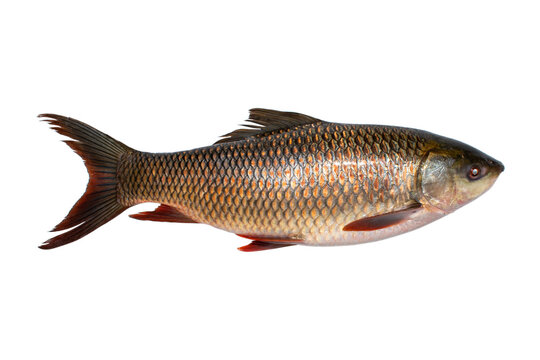 รูปภาพRohu – เลือกดูภาพถ่ายสต็อก เวกเตอร์ และวิดีโอ797 | Adobe Stock