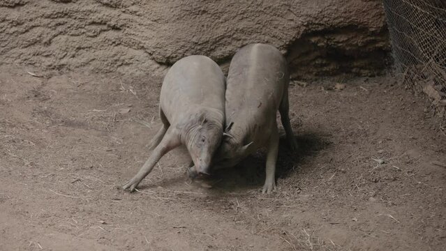 Babirussa Images – Browse 646 Stock Photos, Vectors, and Video | Adobe ...