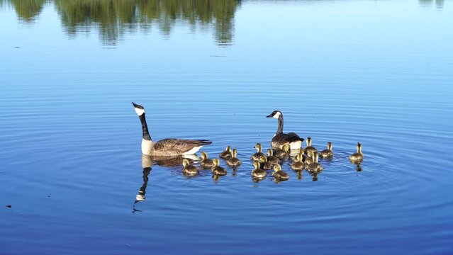 Gooseling bilder – Bläddra bland 134 stockfoton, vektorer och videor ...