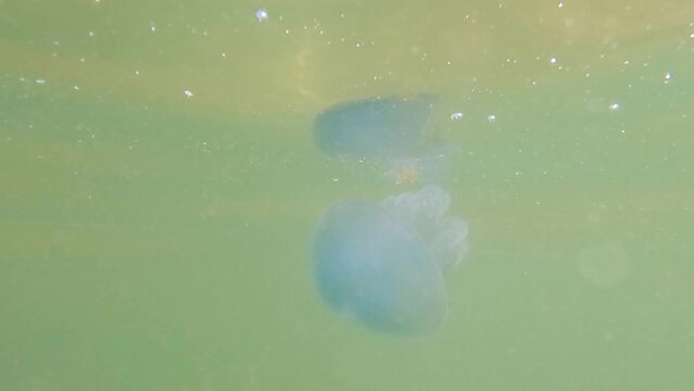 "Frilly-Mouthed Jellyfish" Images – Browse 443 Stock Photos, Vectors ...