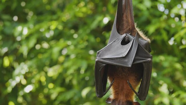 Megabat Bilder – Durchsuchen 9,151 Archivfotos, Vektorgrafiken und ...