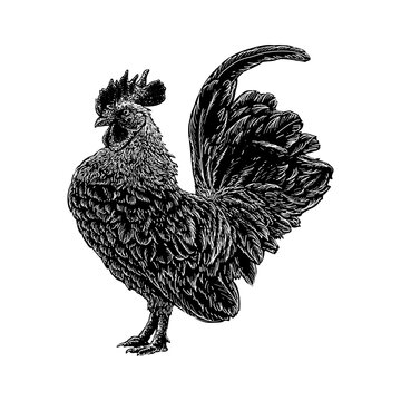 「チャボ」の写真素材 | 305件の無料イラスト画像 | Adobe Stock