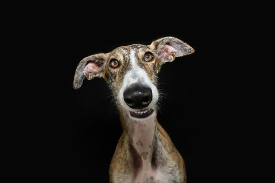 Greyhound Dog Face