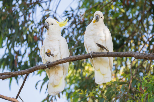 "Sulphur-Crested Cockatoo" Images – Browse 3,768 Stock Photos, Vectors ...