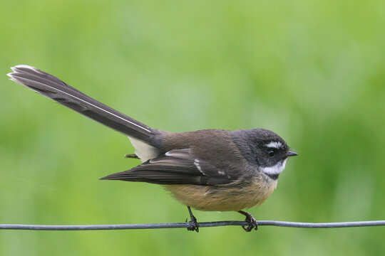 "New Zealand Fantail" Images – Browse 294 Stock Photos, Vectors, and ...