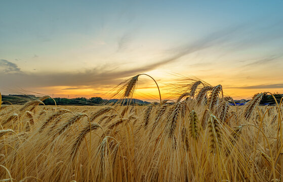 「Gerstenfeld」の写真素材 | 3,840件の無料イラスト画像 | Adobe Stock