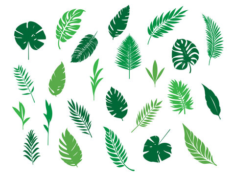 Banana Leaf Clip Art