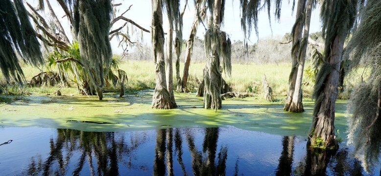 "Florida Swamp" Images – Browse 1,067 Stock Photos, Vectors, and Video ...