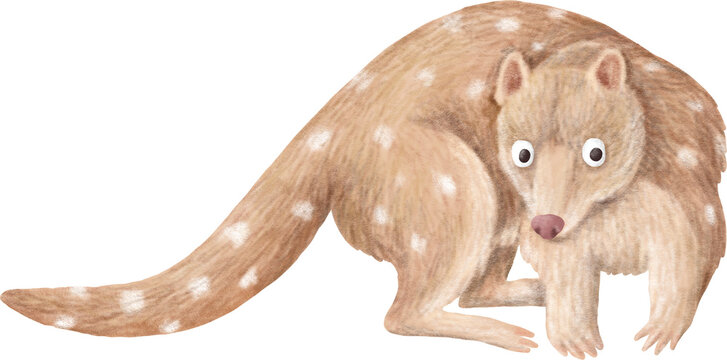 "Spotted Quoll" Images – Browse 1,065 Stock Photos, Vectors, and Video ...