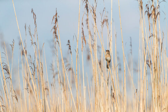 "Savi's Warbler" Images – Browse 324 Stock Photos, Vectors, and Video ...