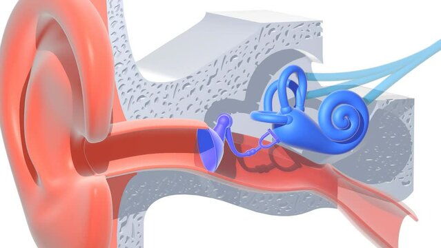 Inner Ear Anatomy Images – Browse 2,092 Stock Photos, Vectors, and ...