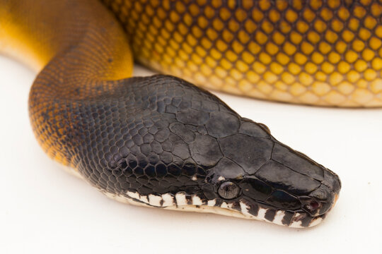 "White Lipped Python" Images – Browse 51 Stock Photos, Vectors, and ...