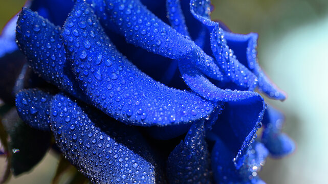 Blue Roses With Dew Drops Images – Browse 2,382 Stock Photos, Vectors ...