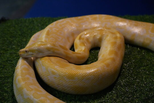 "Asiatic Reticulated Python" Images – Parcourir 1,580 le catalogue de ...