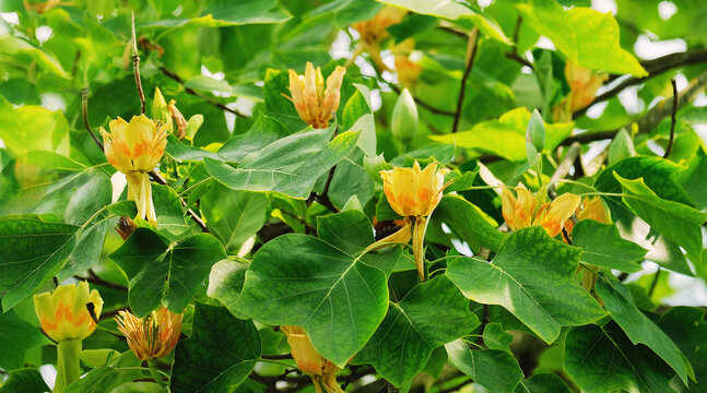 "Tulip Tree" Images – Browse 5,469 Stock Photos, Vectors, and Video ...