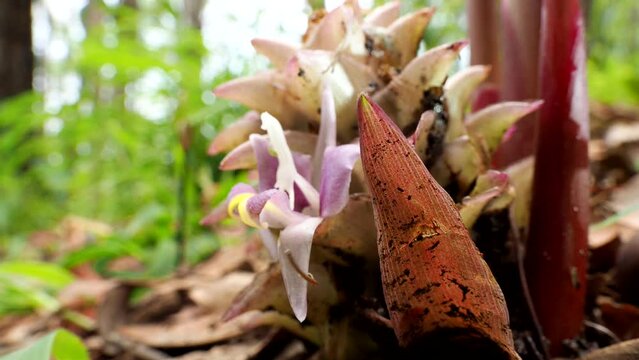 Imágenes de Bloodsuckers: descubre bancos de fotos, ilustraciones ...