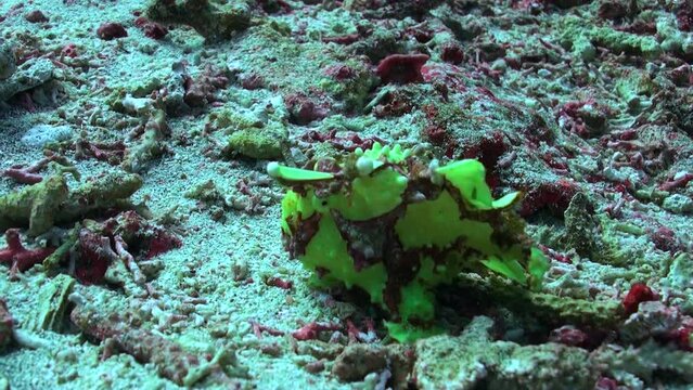 Anglerfish Images – Browse 33,526 Stock Photos, Vectors, and Video ...