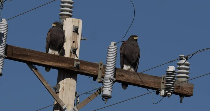 Hawk Perched Images – Browse 30,632 Stock Photos, Vectors, and Video ...