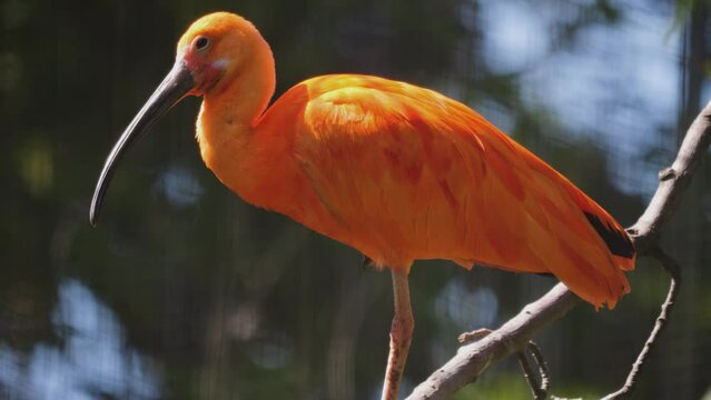 Obrazy (Ibis) — zdjęcia, wektory i wideo bez tantiem (59,893) | Adobe Stock