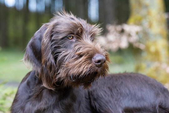 「Pudelpointer」の写真素材 | 562件の無料イラスト画像 | Adobe Stock