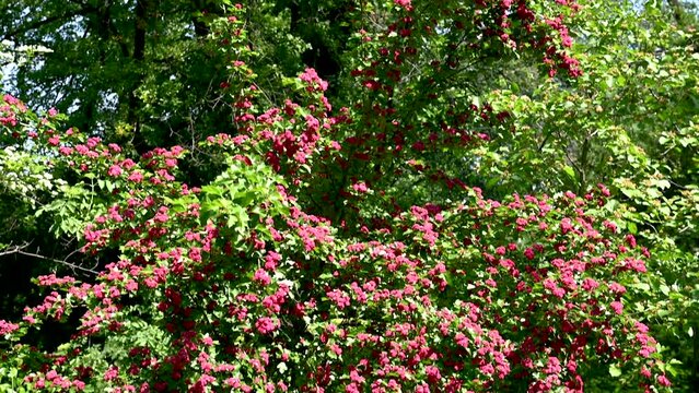 May-Tree bilder – Bläddra bland 47,471 stockfoton, vektorer och videor ...