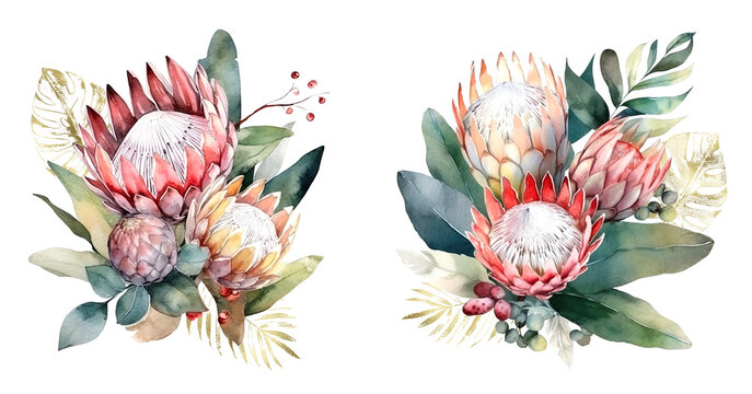 Protea Clipart Bilder – Durchsuchen 675 Archivfotos, Vektorgrafiken und ...