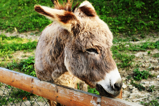 "Donkey Face" Images – Browse 182 Stock Photos, Vectors, and Video ...