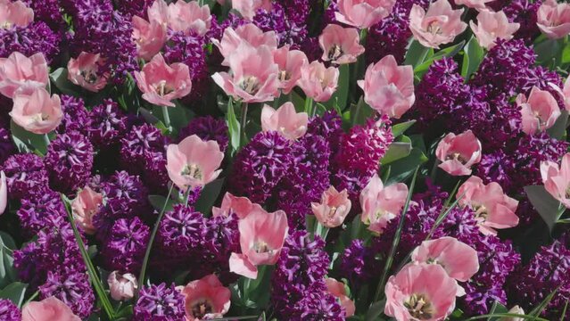 Hyacinth Video Footage – Browse 4,963 HD Stock Video and Footage ...