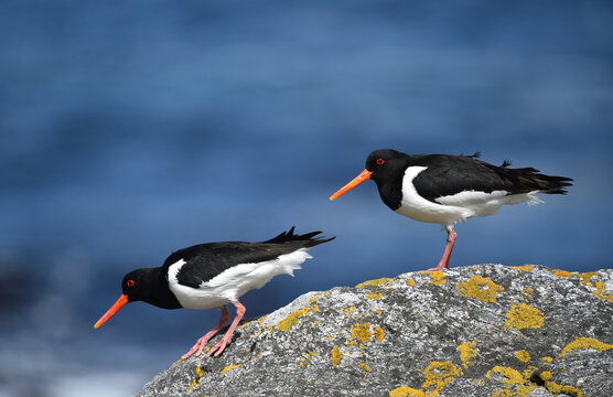 Alcid Bilder – Durchsuchen 36,564 Archivfotos, Vektorgrafiken und ...