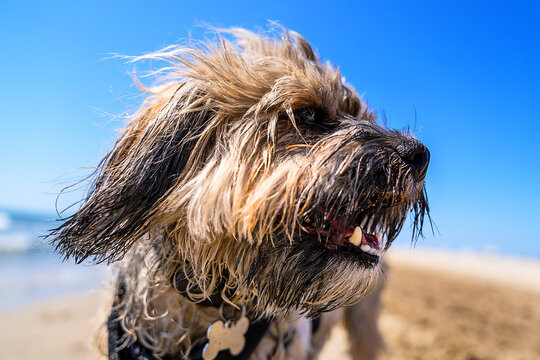 Hava Bilder – Durchsuchen 3,777 Archivfotos, Vektorgrafiken und Videos ...