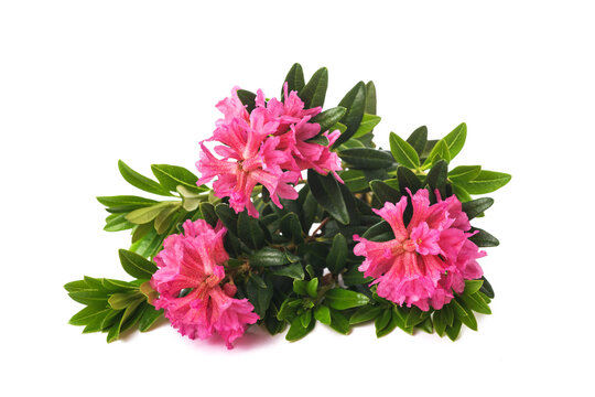 Alpenrose Images – Browse 3,033 Stock Photos, Vectors, and Video ...