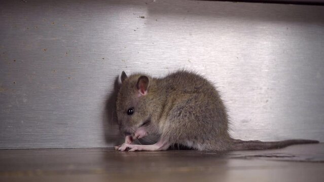 "Front Paws" Images – Browse 300 Stock Photos, Vectors, and Video ...