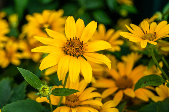"False Sunflower" Bilder – Durchsuchen 994 Archivfotos, Vektorgrafiken ...