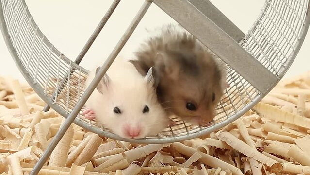 Hamster Face Images – Browse 8,204 Stock Photos, Vectors, and Video ...