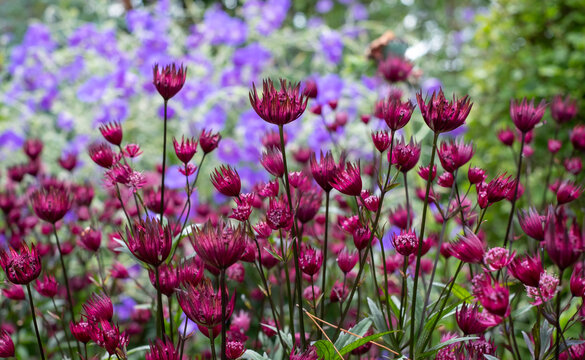 "Dainty Flowers" Images – Browse 135 Stock Photos, Vectors, and Video ...