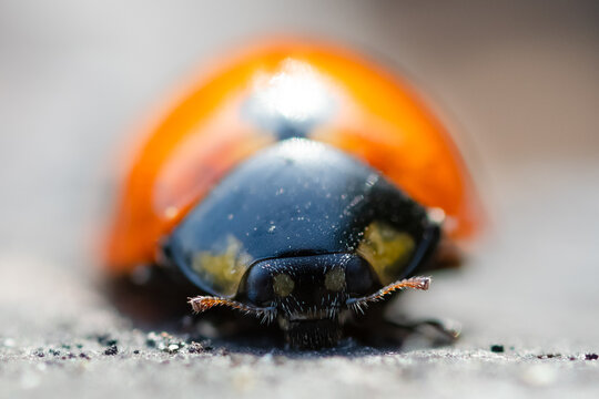 "Seven-Spotted Ladybug" Images – Browse 3,538 Stock Photos, Vectors ...