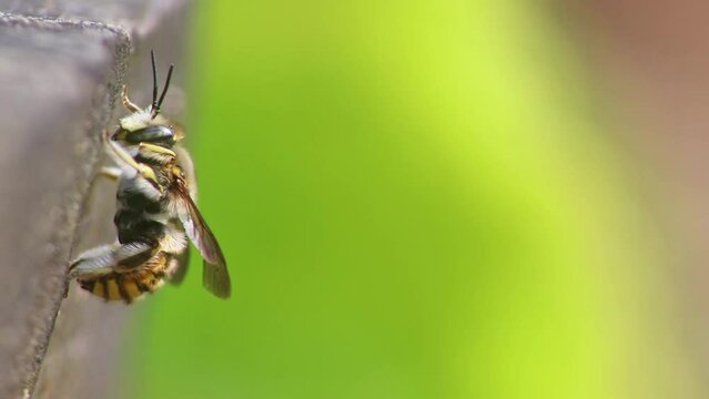 Bee Body Images – Browse 10,186 Stock Photos, Vectors, and Video ...