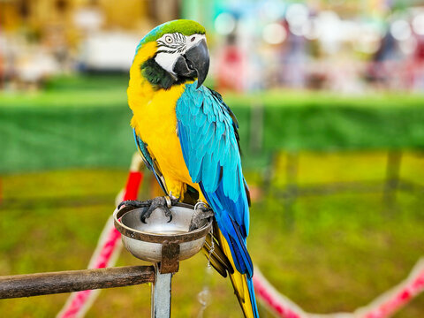 รูปภาพMacow – เลือกดูภาพถ่ายสต็อก เวกเตอร์ และวิดีโอ90 | Adobe Stock