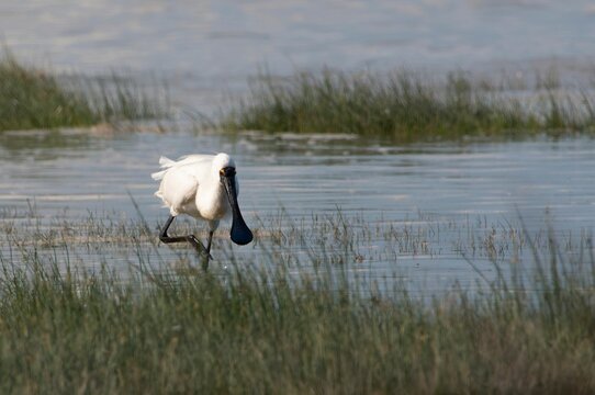 "Black-Faced Spoonbill" Images – Browse 703 Stock Photos, Vectors, and ...