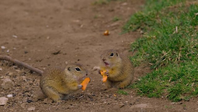 Gophers Images – Browse 20,790 Stock Photos, Vectors, and Video | Adobe ...