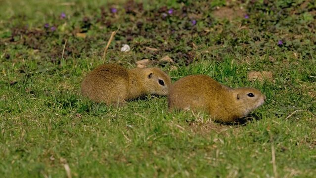 "Pocket Gopher" Imagens – Procure 19,941 fotos, vetores e vídeos ...