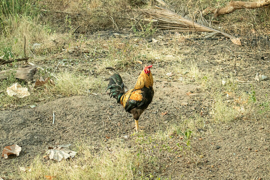 Information About Red Shaver